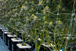 Excel Farms • Cannabis Grow Facility In Southeast Michigan